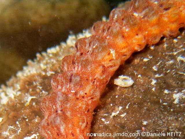 Synaptula recta - Site de nomadica