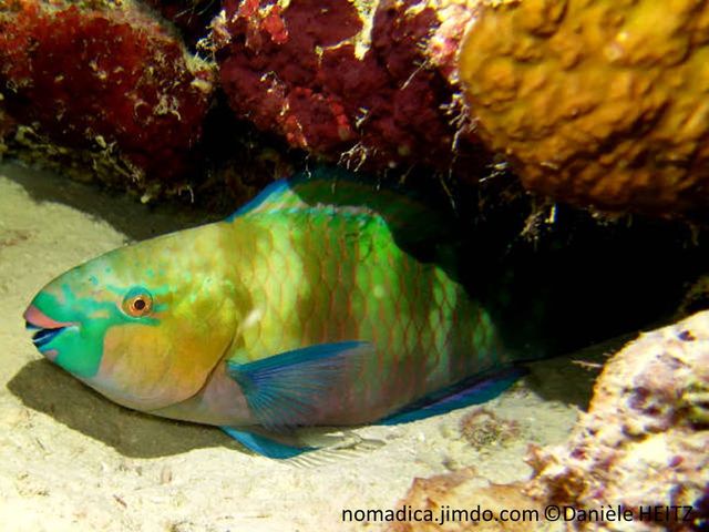 Scarus ferrugineus - Site de nomadica