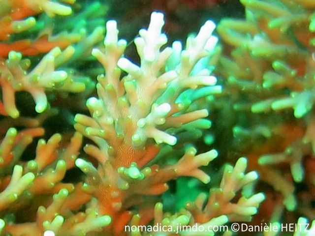 Acropora carduus - Site de nomadica