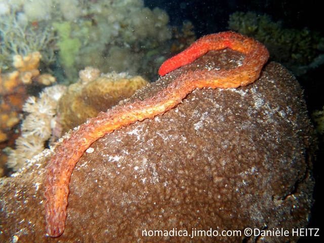 Synaptula recta - Site de nomadica