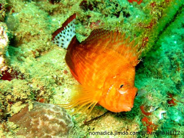 Cirrhitichthys calliurus - Site de nomadica