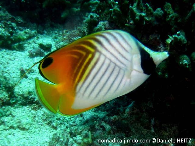 Chaetodon auriga - Site de nomadica