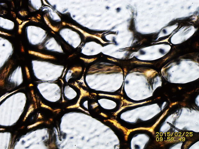 Ircinia variabilis - Site de nomadica