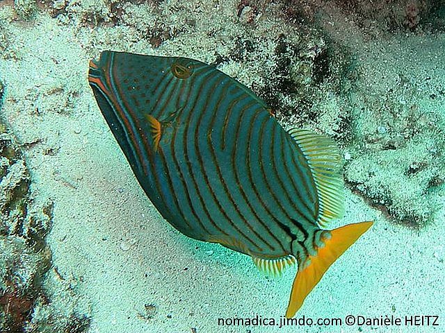 Balistapus undulatus - Site de nomadica