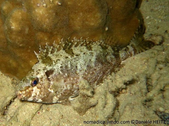 Siganus rivulatus - Site de nomadica