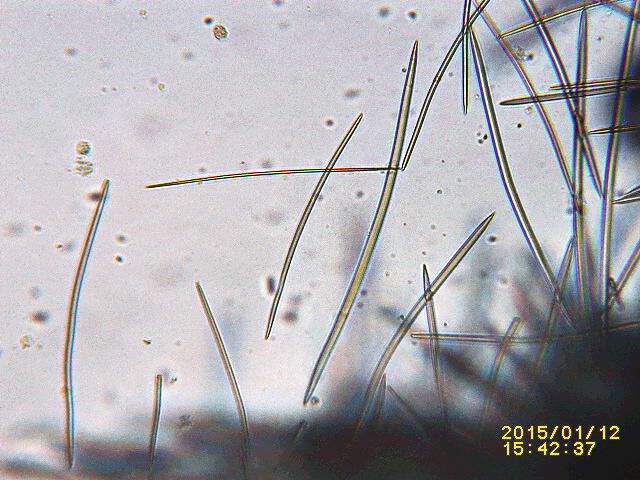 Echinodictyum flabelliforme - Site de nomadica