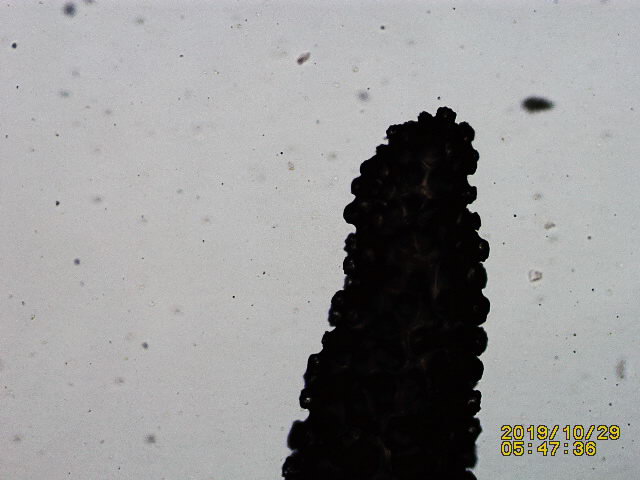 Lobophytum pauciflorum - Site de nomadica