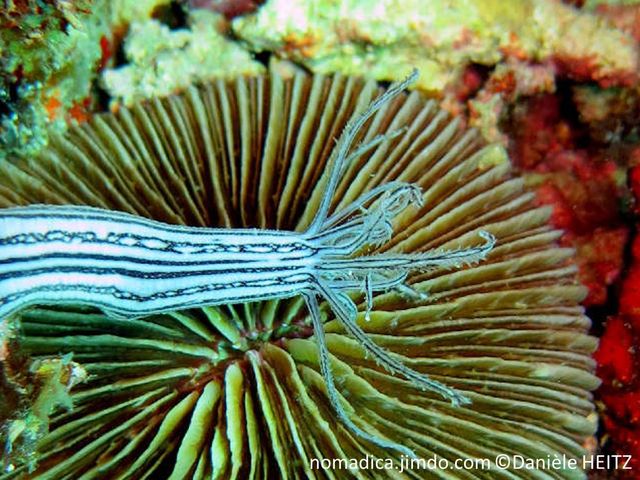 Synaptula lamperti - Site de nomadica