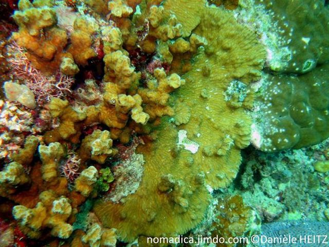 Merulina ampliata - Site de nomadica