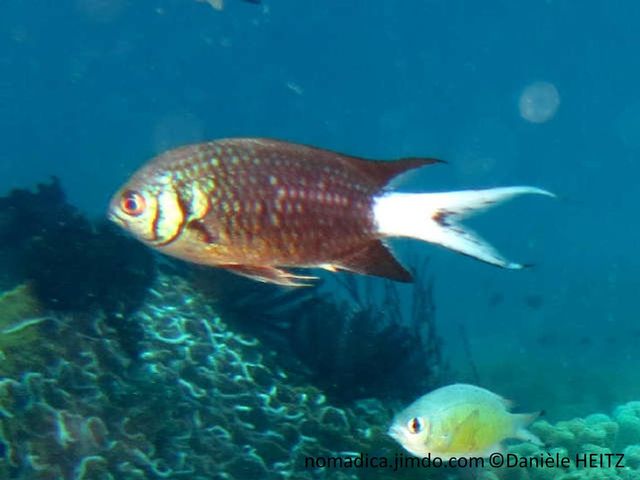 Chromis xanthura - Site de nomadica