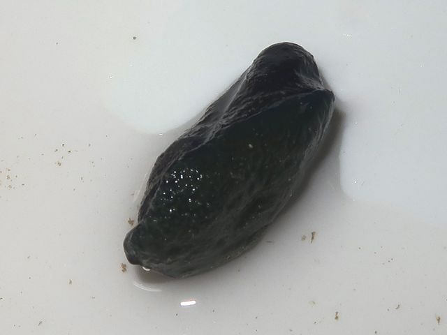 Theonella conica - Site de nomadica