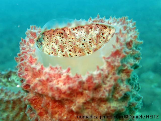 Mycale (Arenochalina) euplectellioides - Site de nomadica