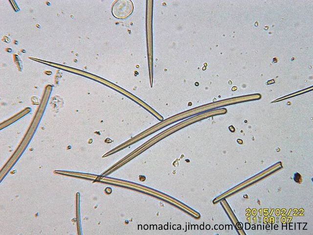 Ptilocaulis spiculifer - Site de nomadica