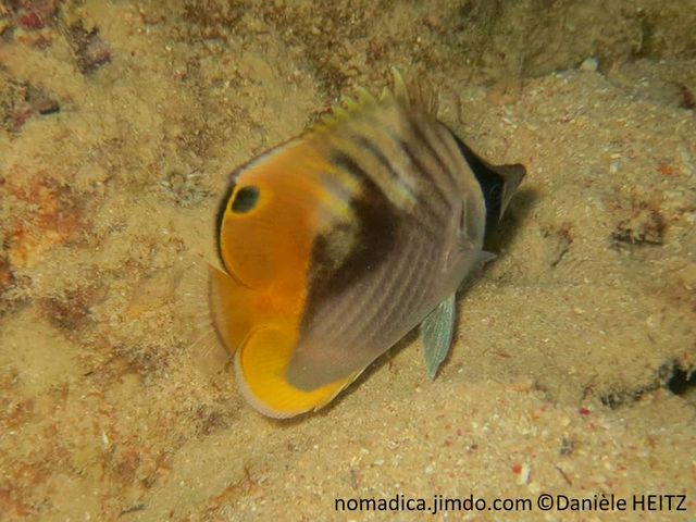 Chaetodon auriga - Site de nomadica