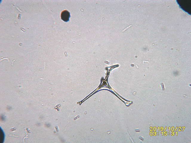 Theonella conica - Site de nomadica