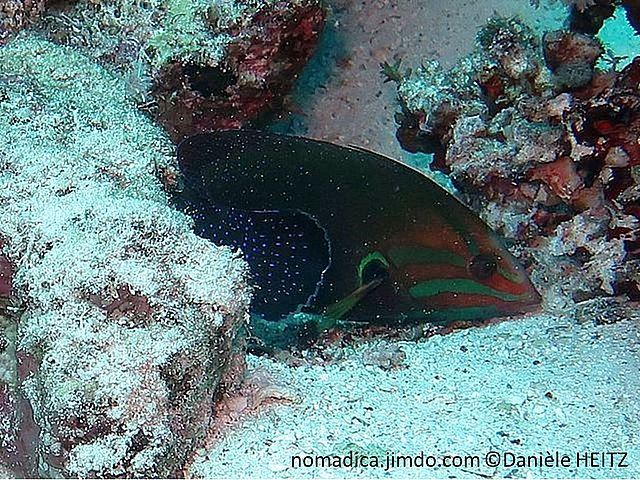 Coris cuvieri - Site de nomadica