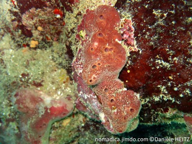 Dragmacidon coccineum - Site de nomadica