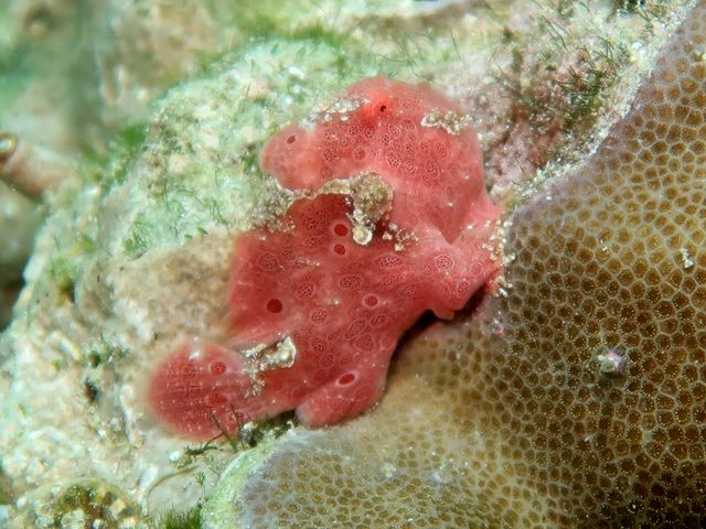 Antennarius pictus - Site de nomadica