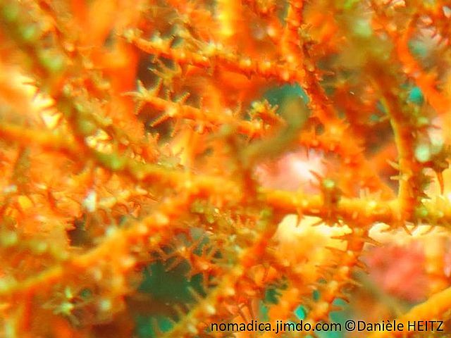 Myriopathes cf myriophylla - Site de nomadica