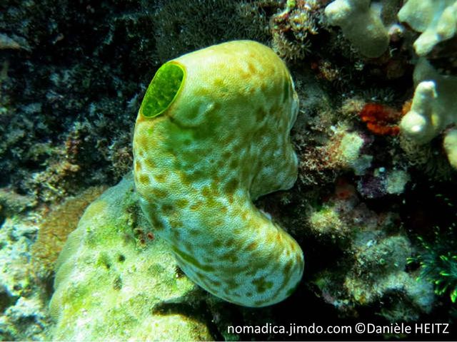 Didemnum molle - Site de nomadica