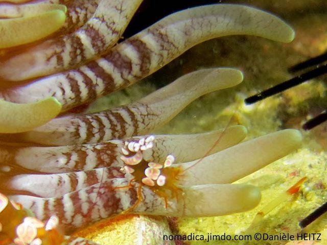 Heteractis crispa - Site de nomadica