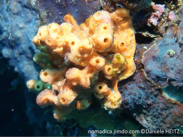 Jaspis splendens - Site de nomadica