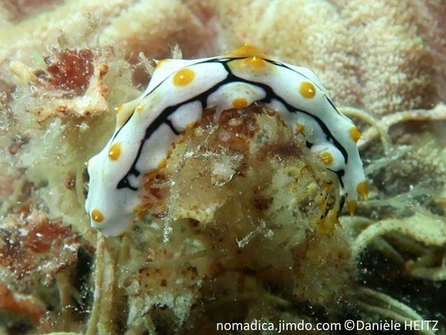 Pearsonothuria graeffei - Site de nomadica