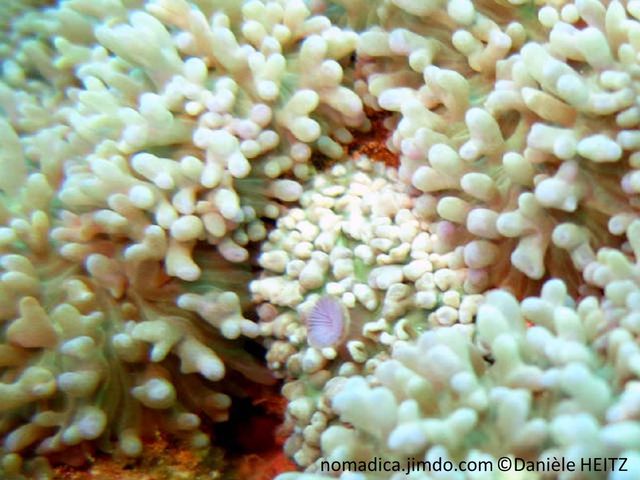 Rhodactis rhodostoma - Site de nomadica