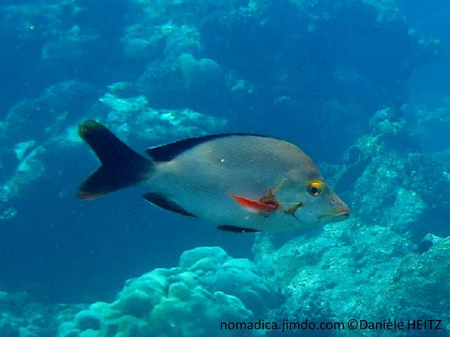 Lutjanus gibbus - Site de nomadica