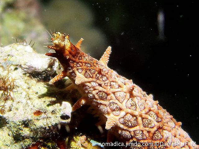 Mithrodia clavigera - Site de nomadica