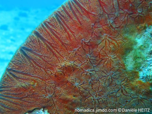 Mycale (Carmia) sp2 - Site de nomadica