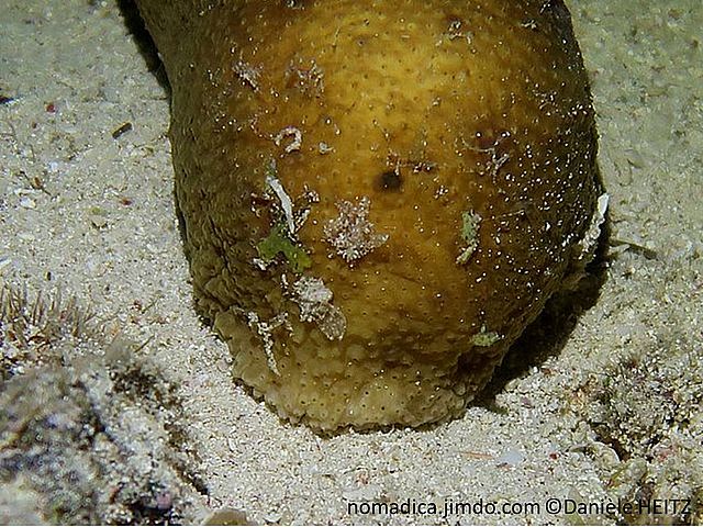 Bohadschia vitiensis - Site de nomadica