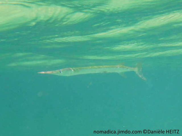 Tylosurus choram - Site de nomadica