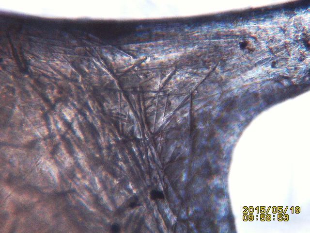 Mycale (Arenochalina) euplectellioides - Site de nomadica