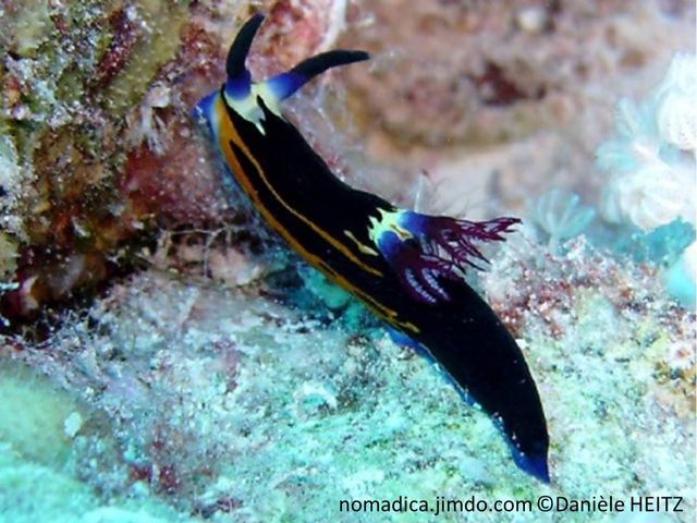 Nembrotha megalocera - Site de nomadica