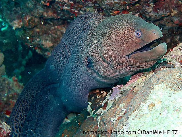 Gymnothorax javanicus - Site de nomadica