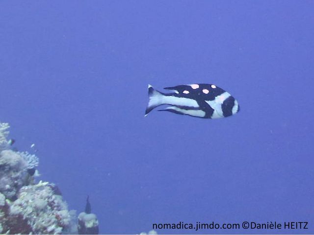 Macolor Niger - Site de nomadica