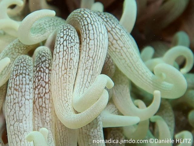 Heteractis crispa - Site de nomadica