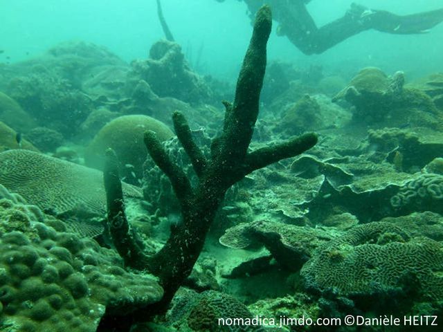 Hyrtios erectus - Site de nomadica