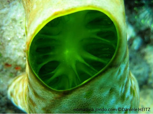 Didemnum molle - Site de nomadica