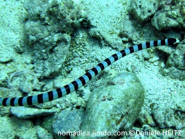 Laticauda colubrina - Site de nomadica