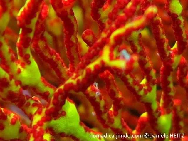 Melithaea ochracea - Site de nomadica