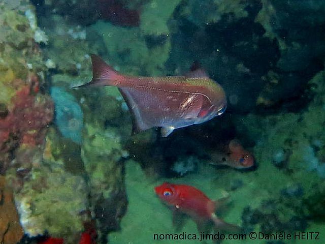 Pempheris vanicolensis - Site de nomadica