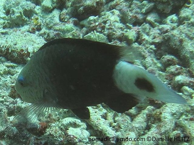 Chlorurus sordidus - Site de nomadica