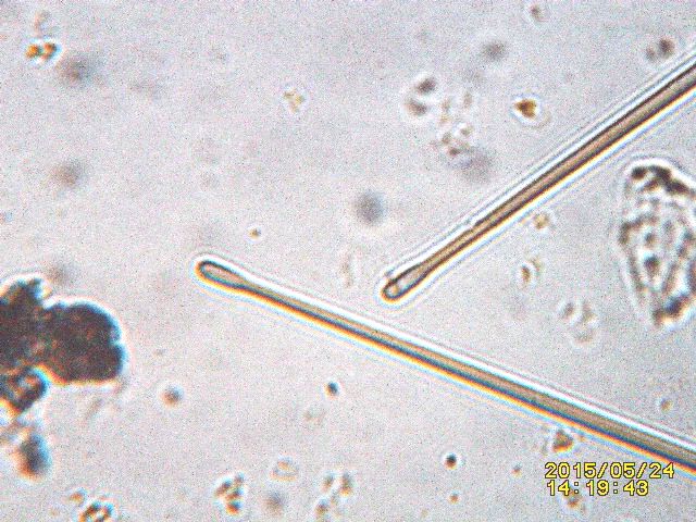 Mycale (Carmia) sp - Site de nomadica
