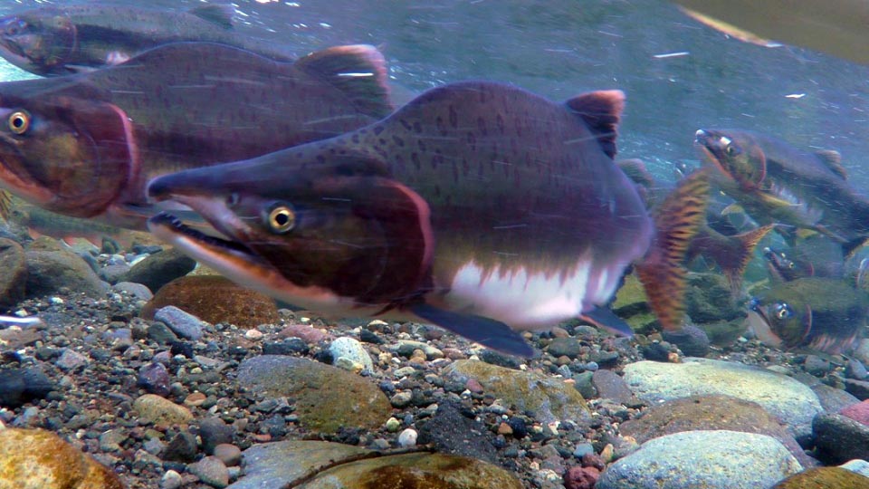 サケ学研究会へようこそ！ - salmon-science-society ページ！