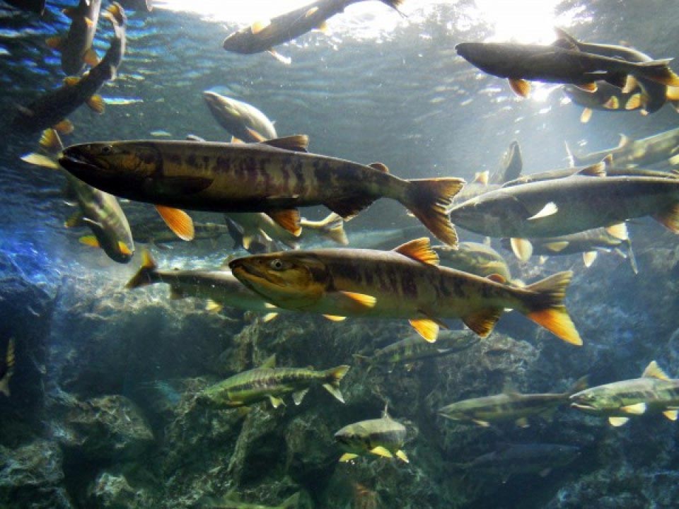 サケ学研究会へようこそ！ - salmon-science-society ページ！