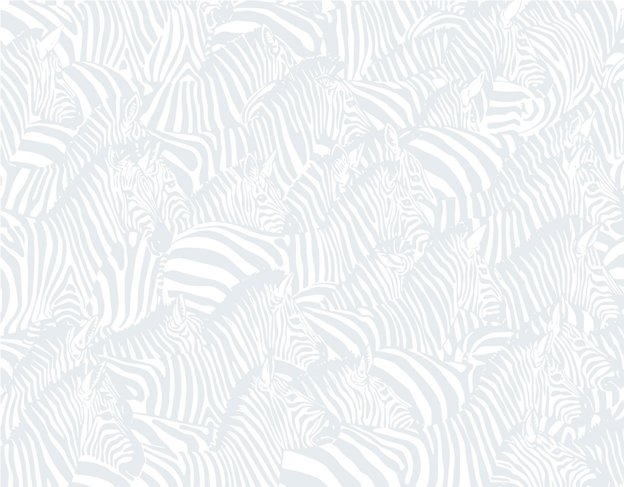 Werde Mitglied der Zebra-Familie - MSV Duisburg