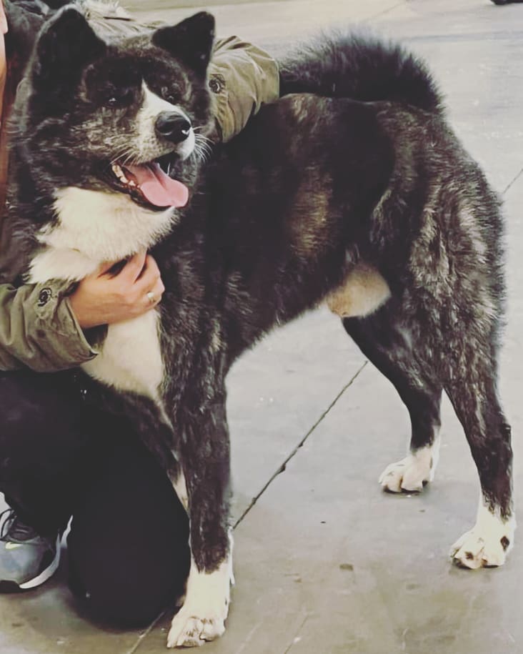 Z'Harukoma Go of RamsRaspel Kensha - Akita Inu of RamsRaspel Kensha