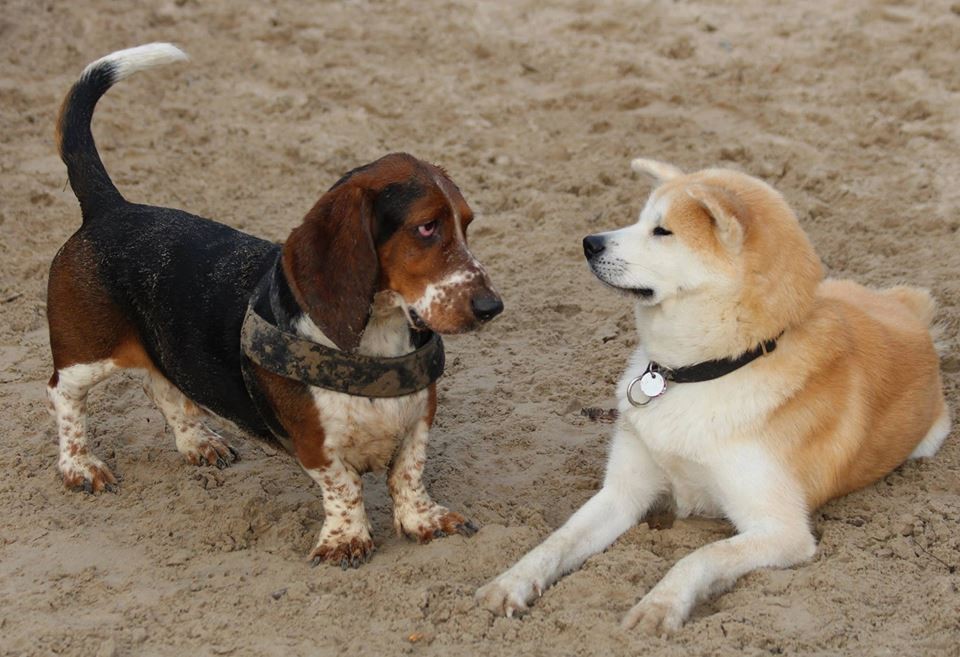 "Sorry" - Akita Inu of RamsRaspel Kensha